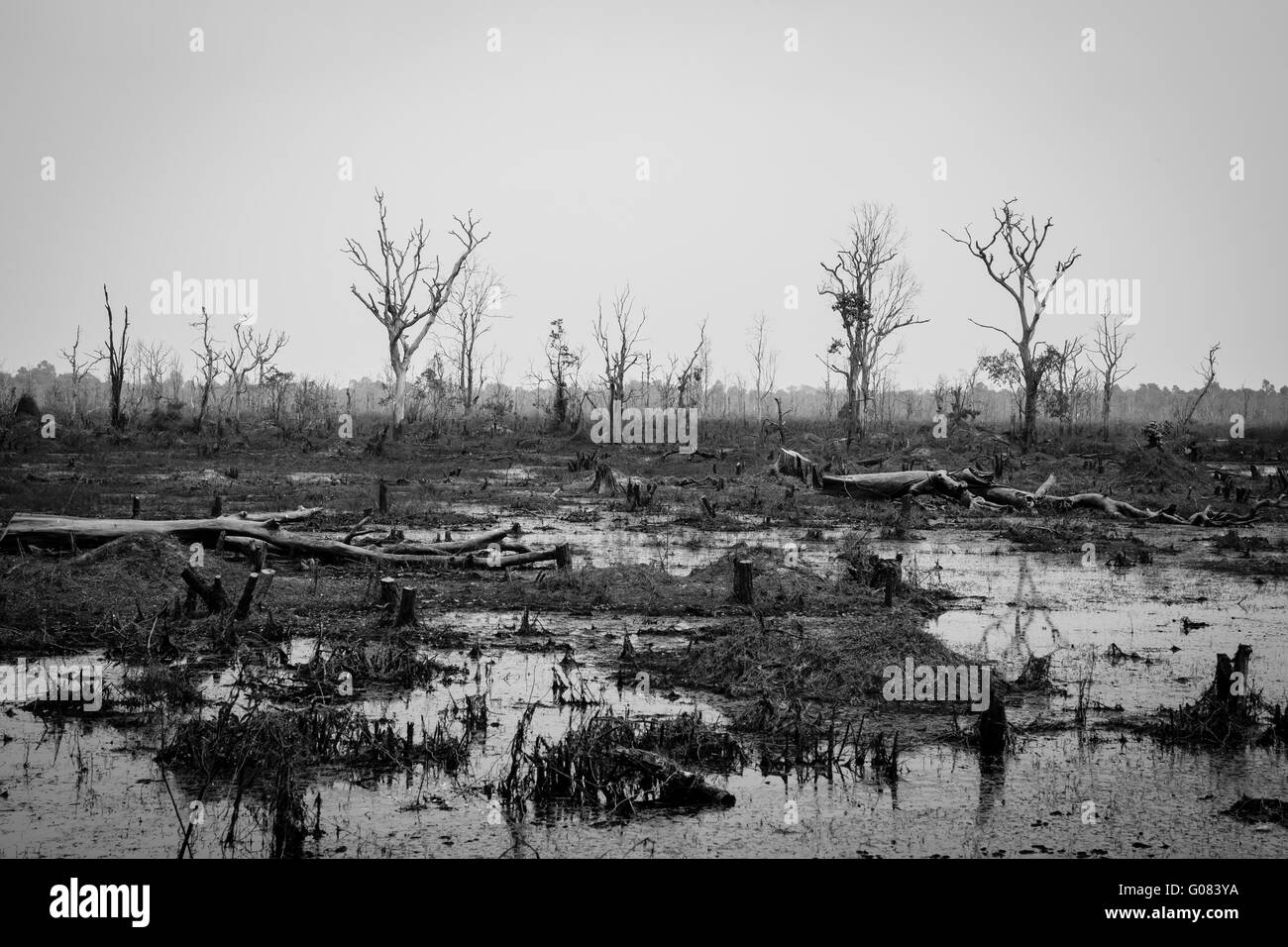 Deforestation Black and White Stock Photos & Images - Alamy