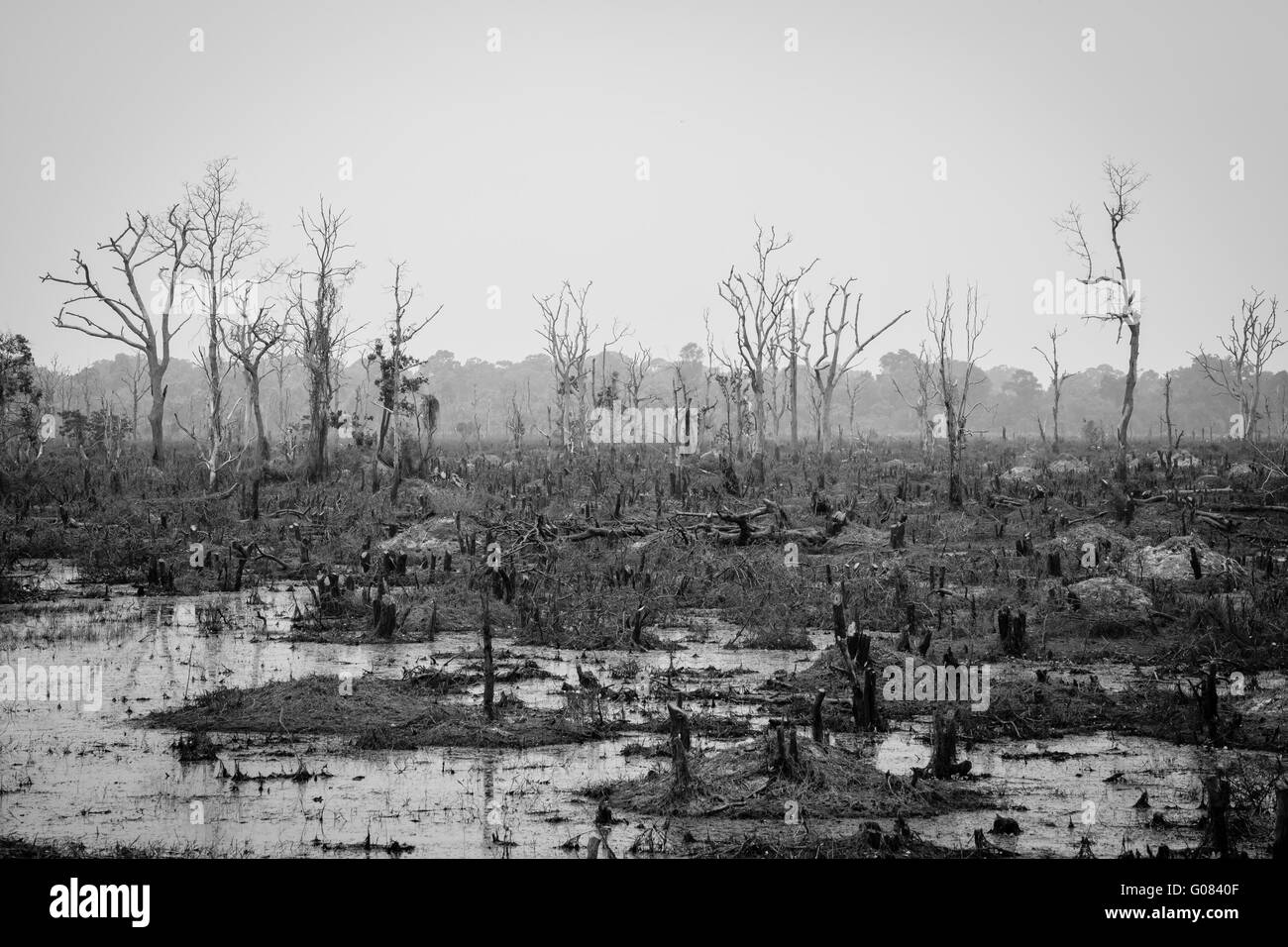 Deforestation Black and White Stock Photos & Images - Alamy