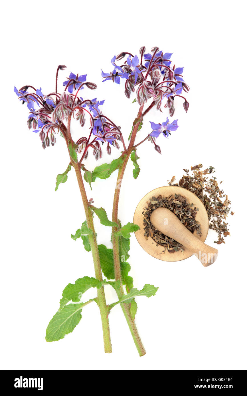 Borage herbal medicine with herb flower and dried in a mortar with ...