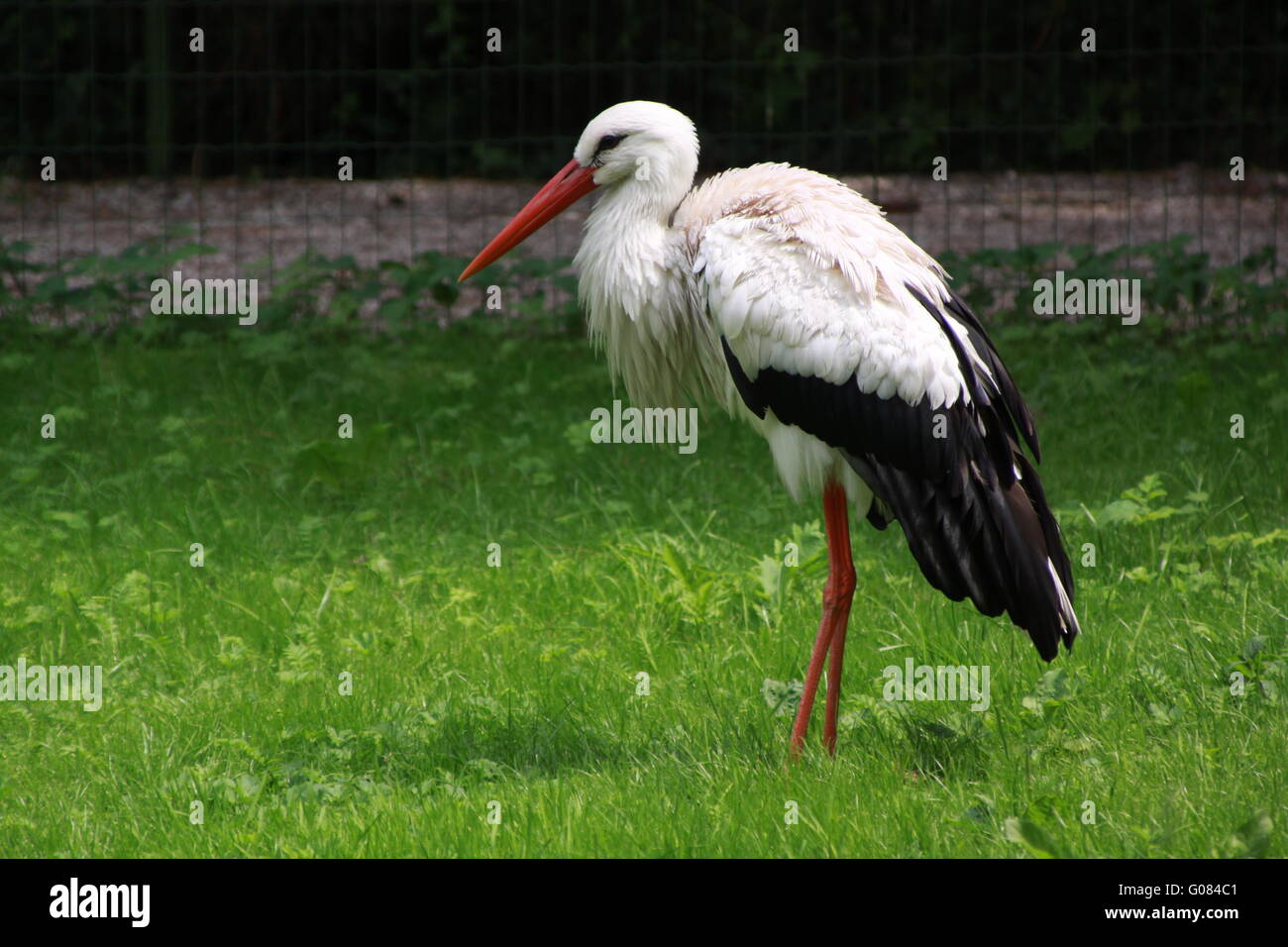 Waiting stork hi-res stock photography and images - Alamy