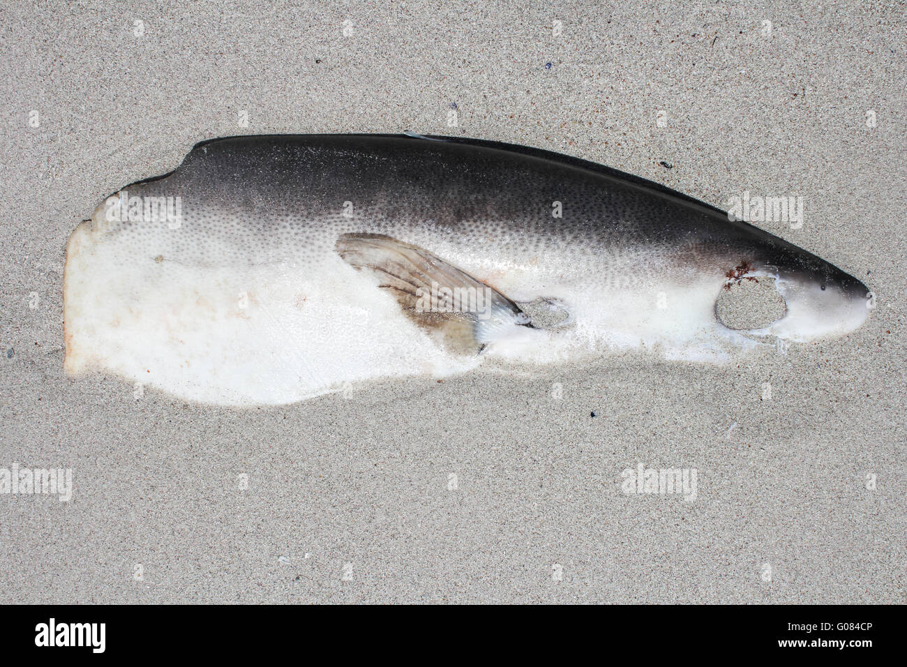 Dead Fish lying at the beach of Kommetjie, Cape Town, South Africa ...