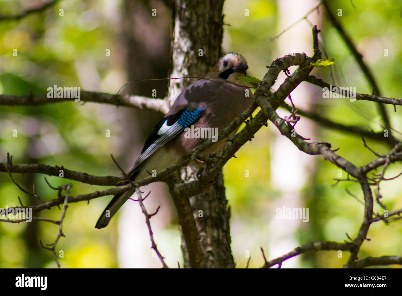 Close-up of an Eurasian Jay (Garrulus glandarius) on a tree Stock Photo ...