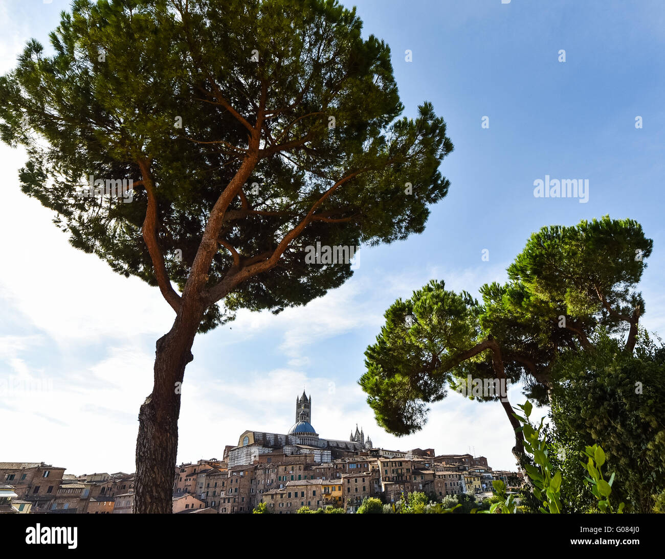 Tree in siena hi-res stock photography and images - Alamy