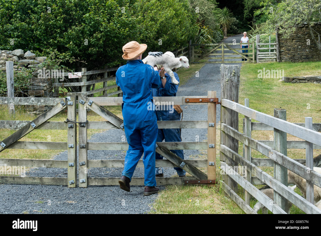 New Zealand, South Island, Dunedin, Otago Peninsula. Sheep rancher with ...