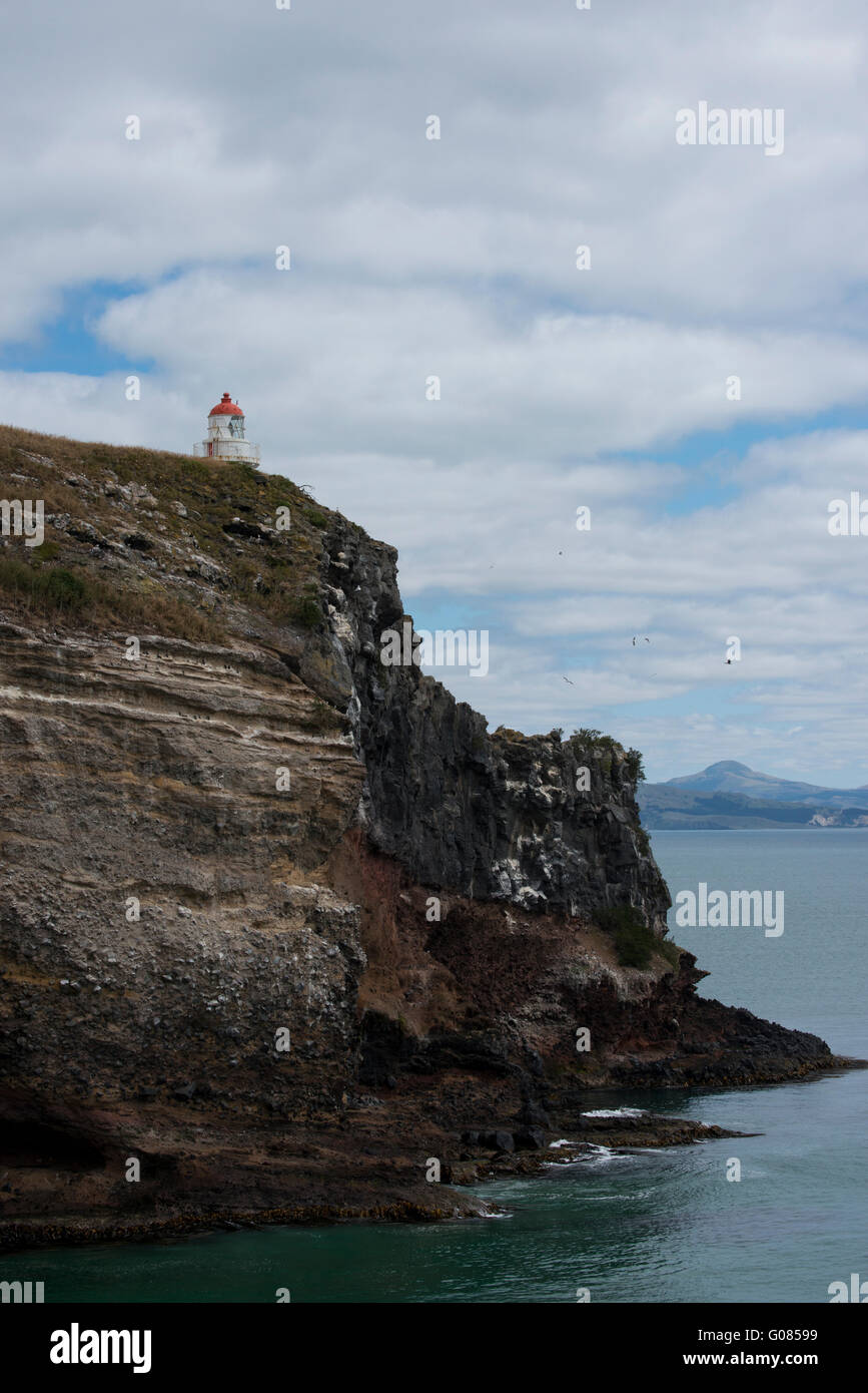 New Zealand, South Island, Dunedin, Otago Peninsula, Taiaroa Head Stock ...
