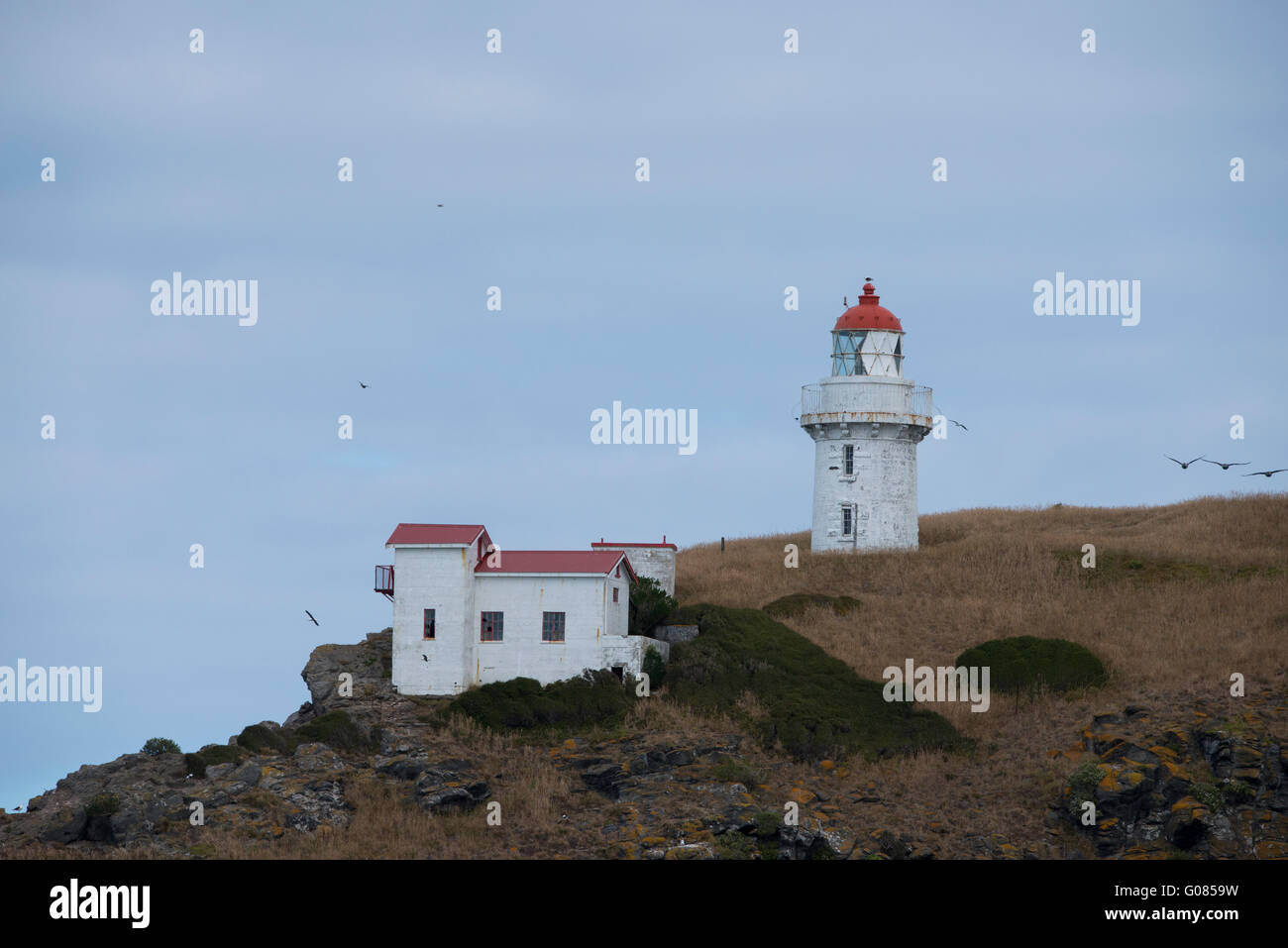 Lighthouse taiaroa head hi-res stock photography and images - Alamy