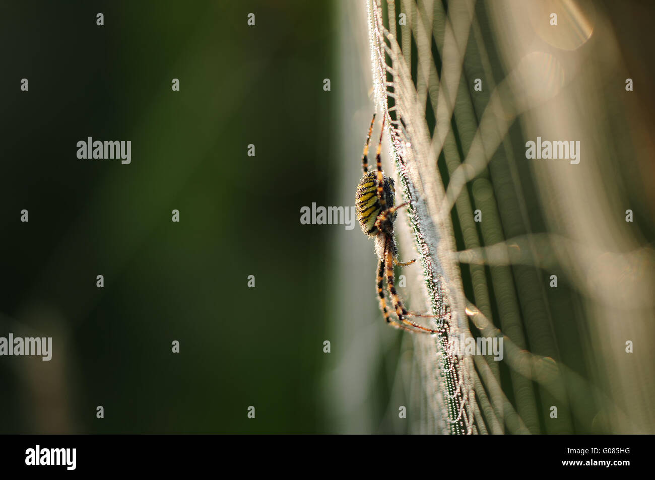 Tiger spiders hi-res stock photography and images - Alamy