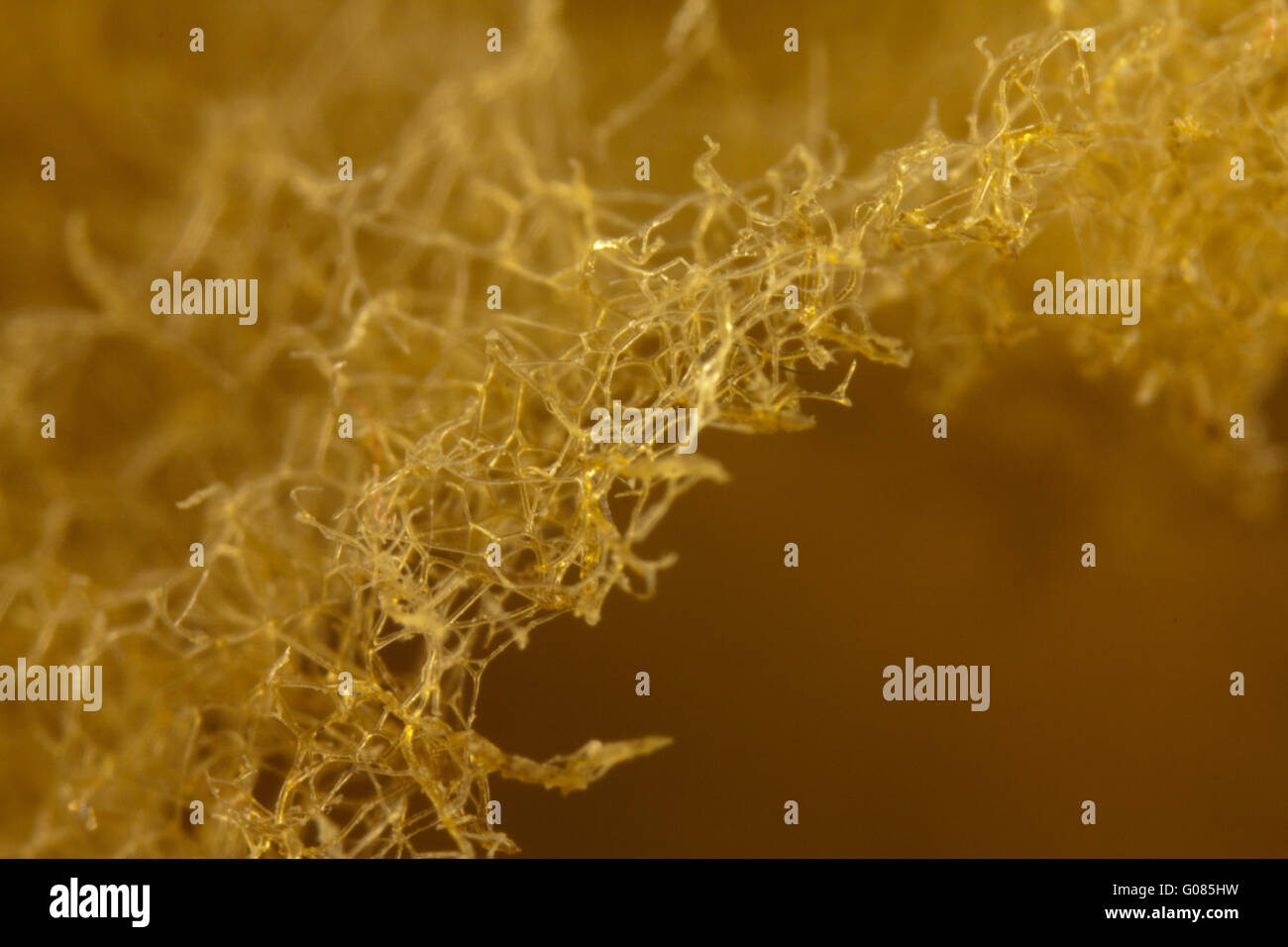 Natural sponge macro Stock Photo - Alamy