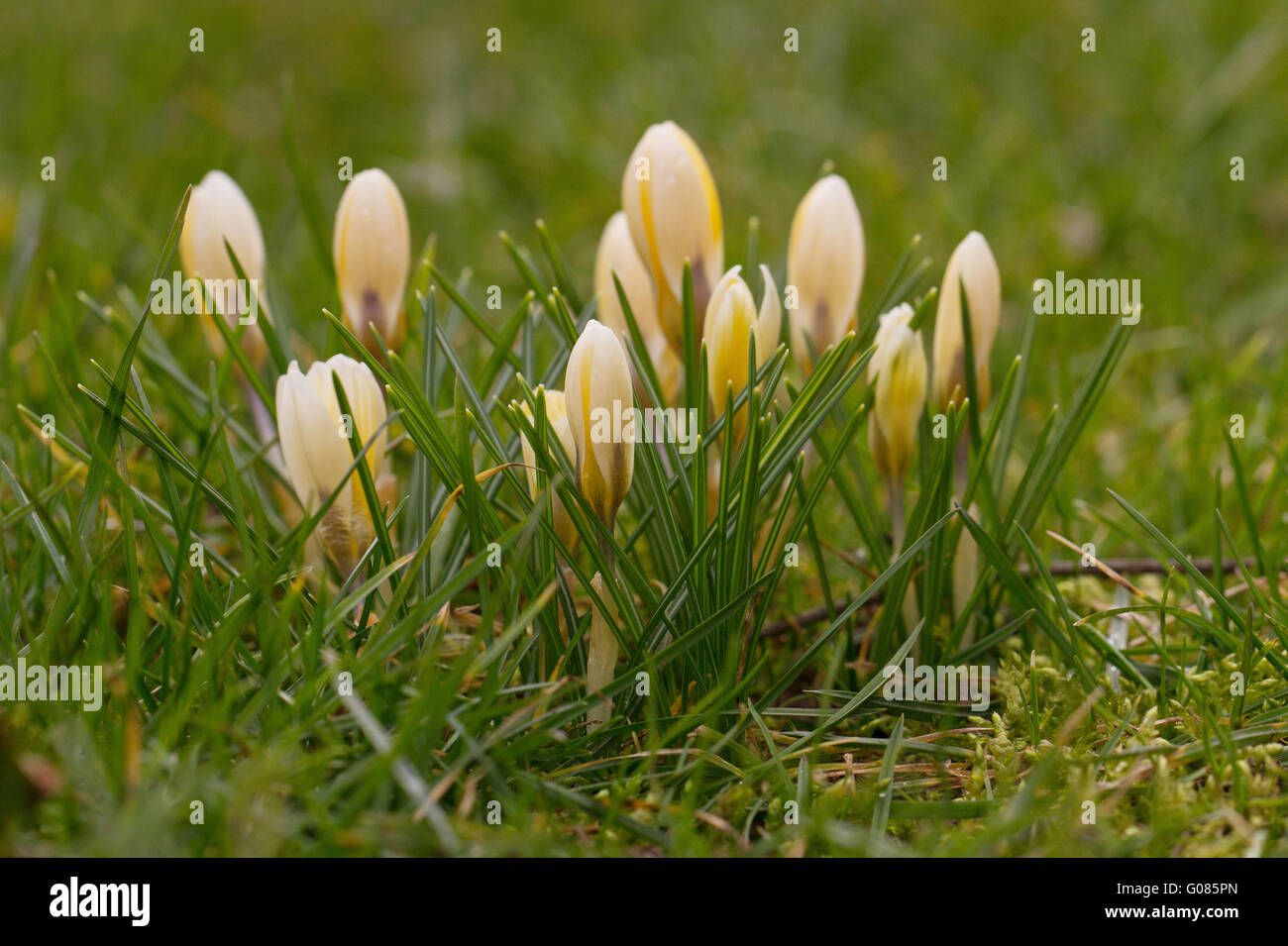 Spring crocusses hi-res stock photography and images - Alamy