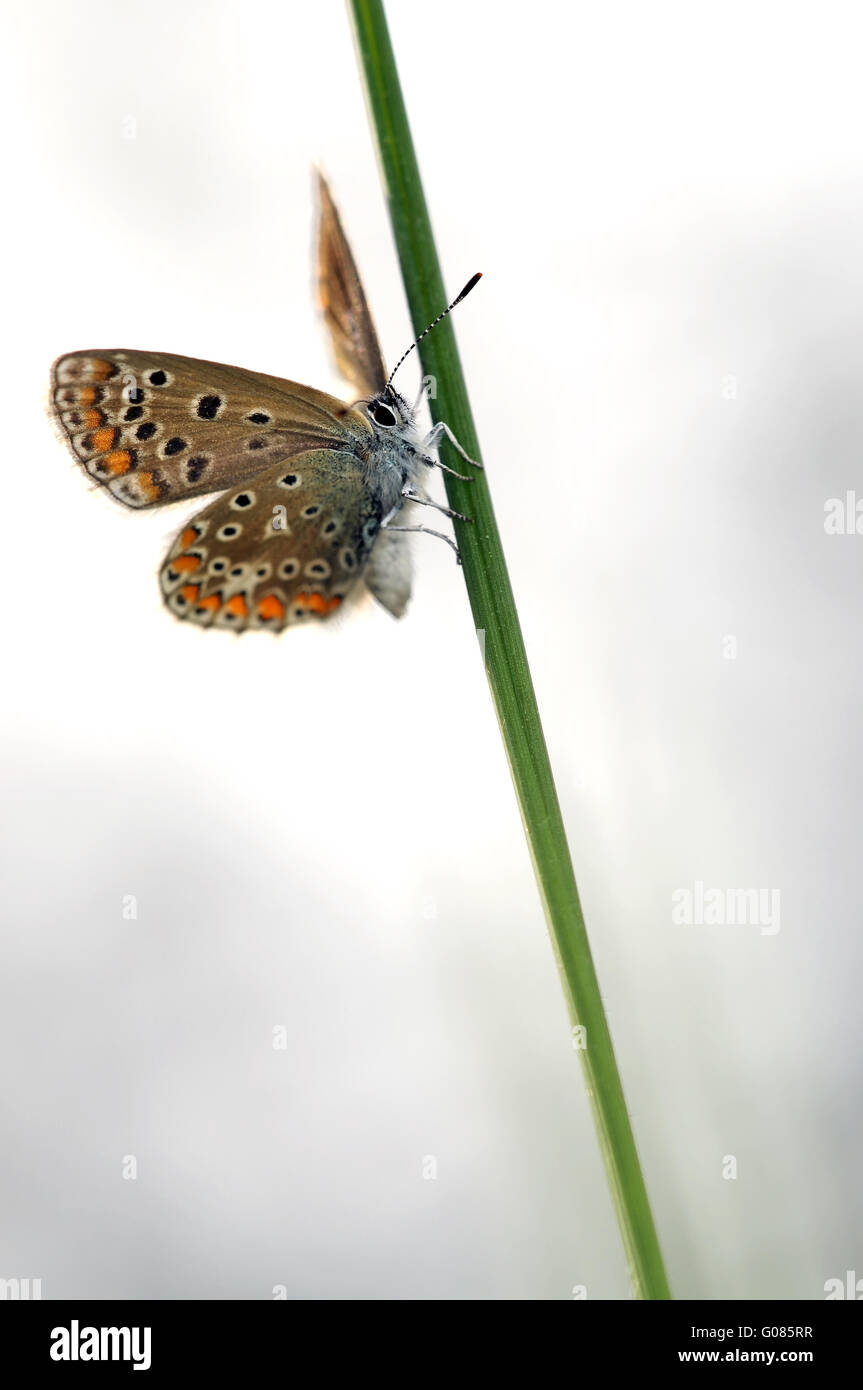 common blue female Stock Photo - Alamy