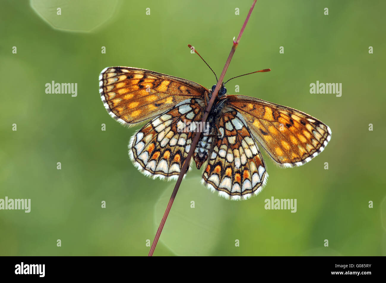 heath fritillary open Stock Photo - Alamy