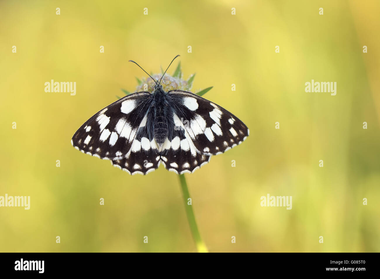 Phylum arthropods hi-res stock photography and images - Alamy