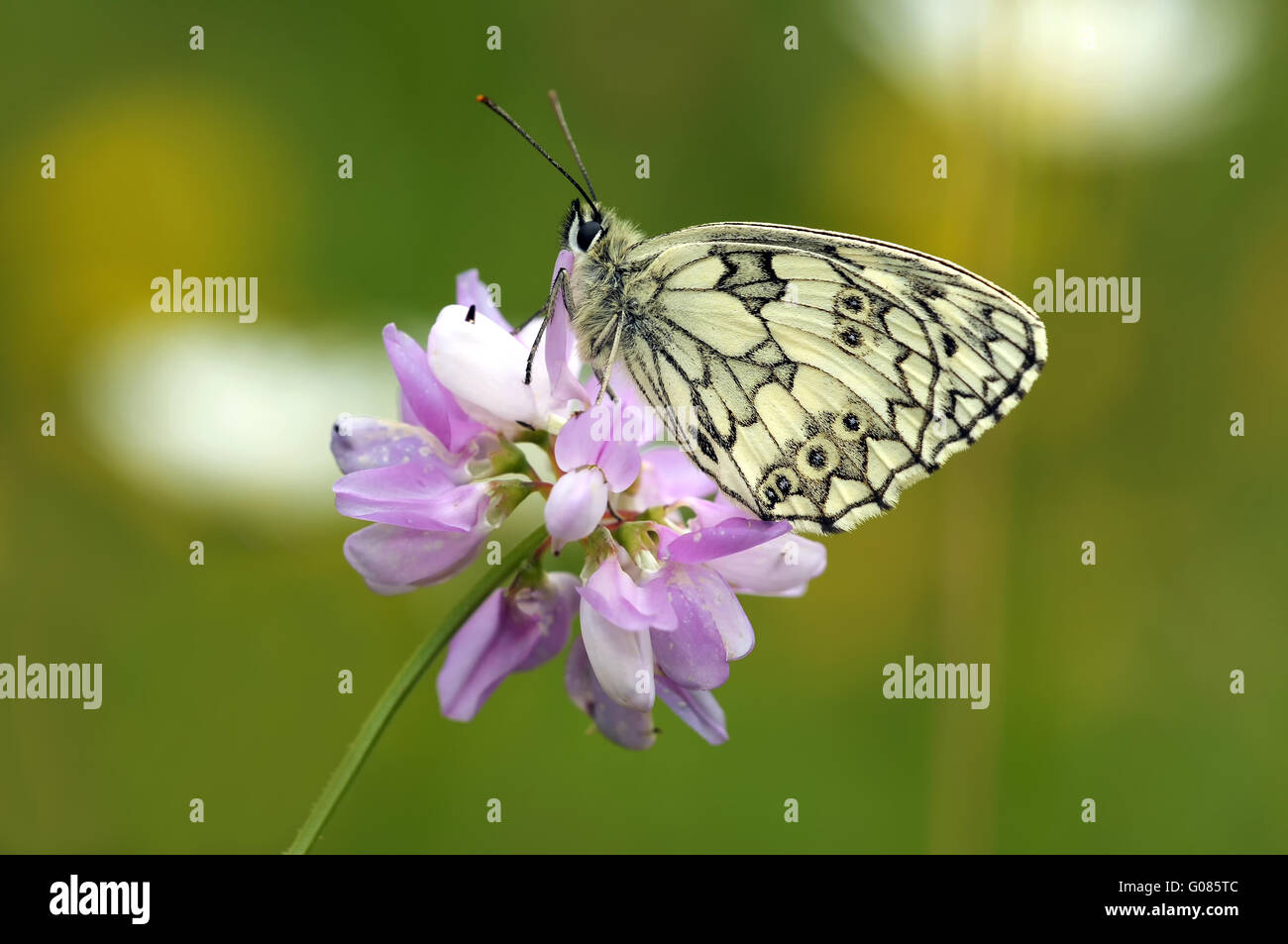 Der kleeblatt der kleeblatt hi-res stock photography and images - Alamy