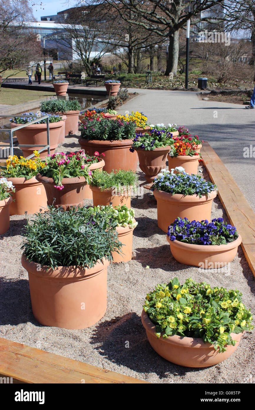 Flower pots with spring flowers Stock Photo - Alamy