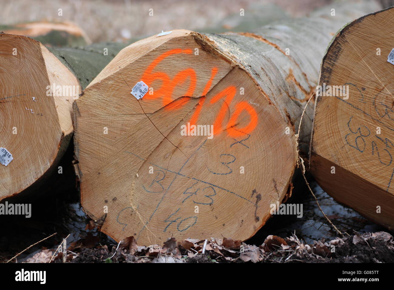 Felled beech trees hi-res stock photography and images - Alamy