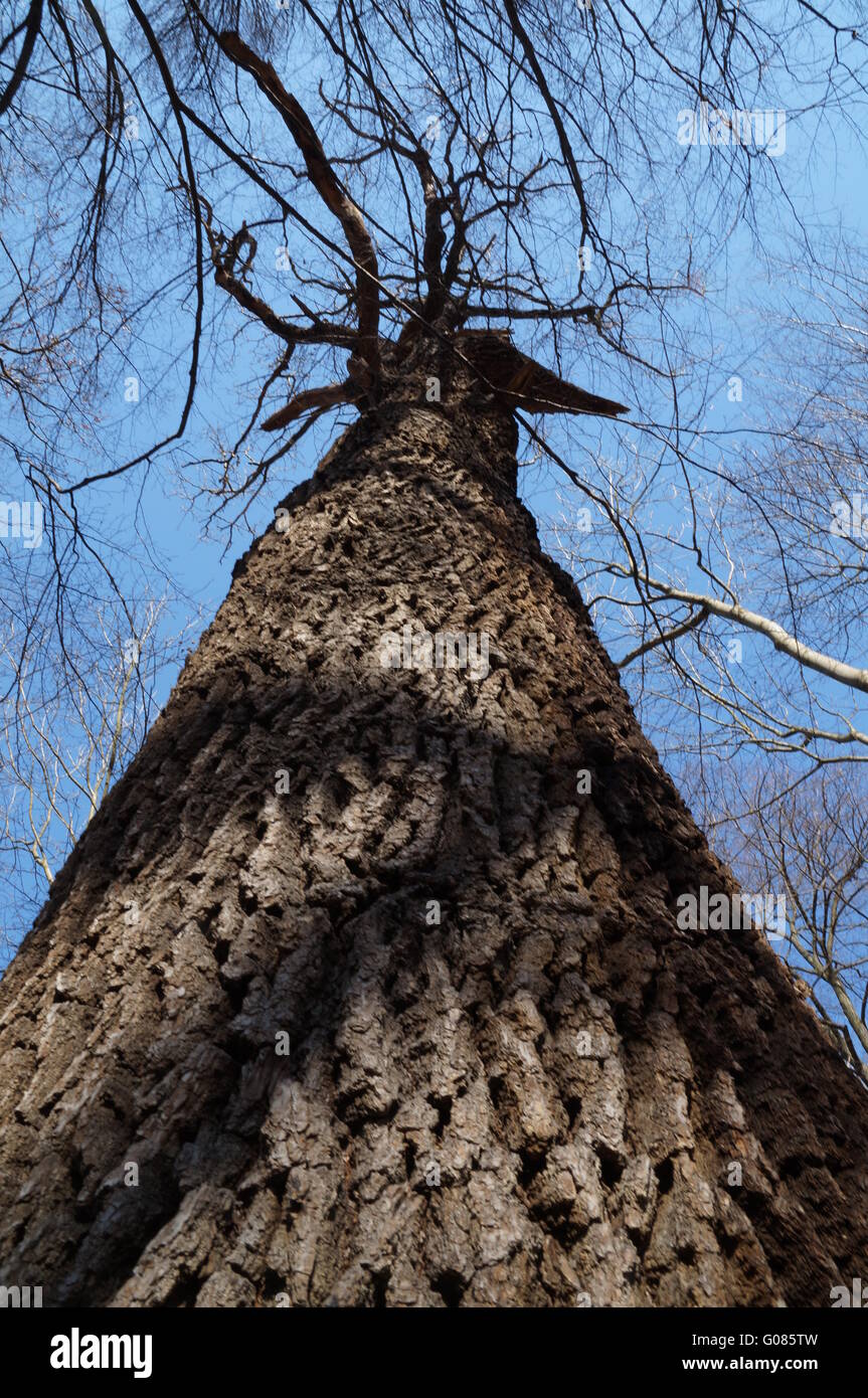 An old tree Stock Photo - Alamy