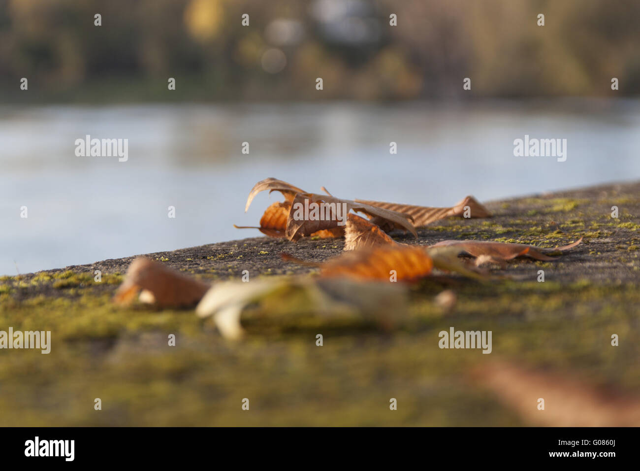 Herbstblatt wald hi-res stock photography and images - Alamy