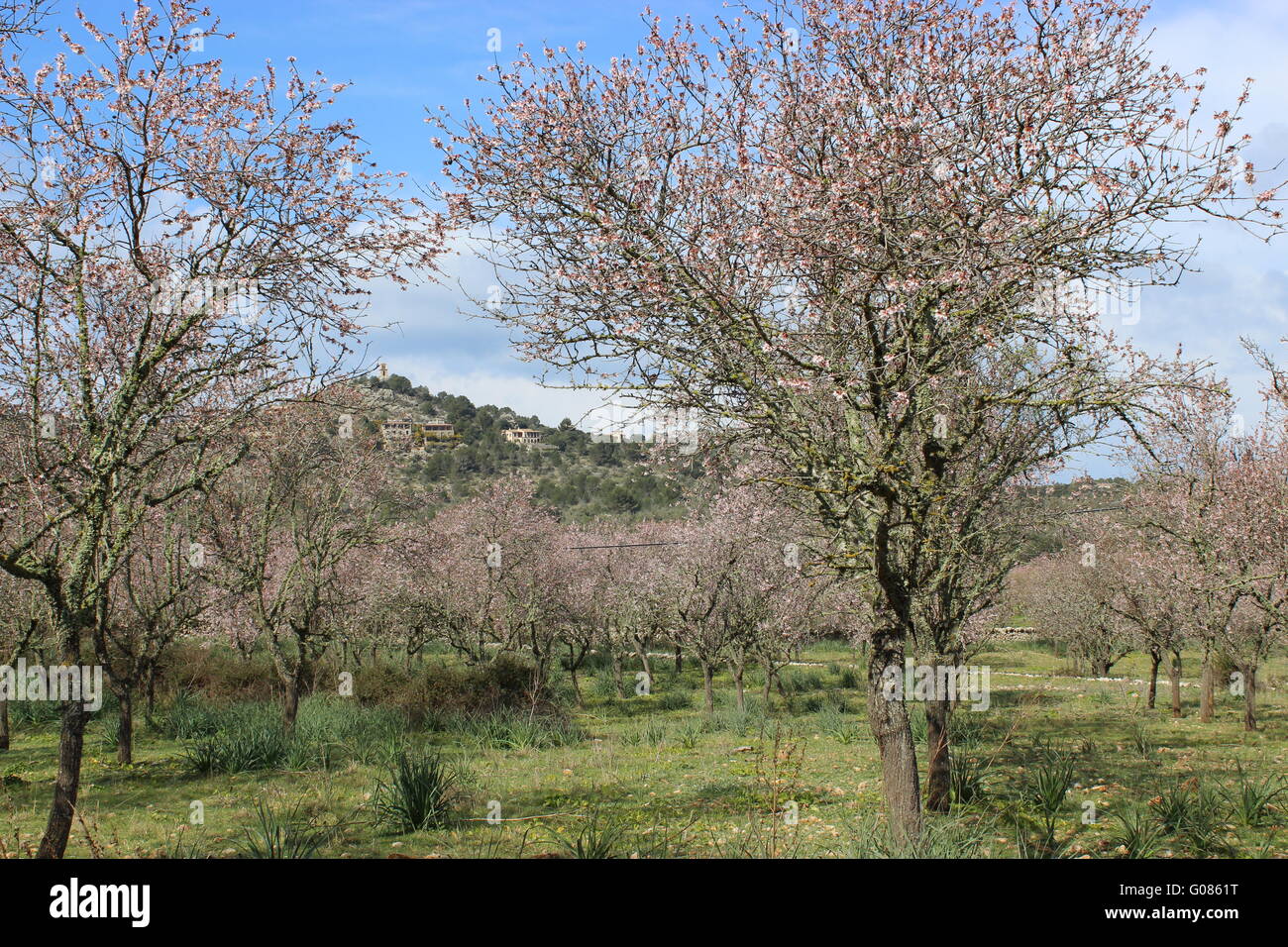 Mandelbluten hi-res stock photography and images - Alamy