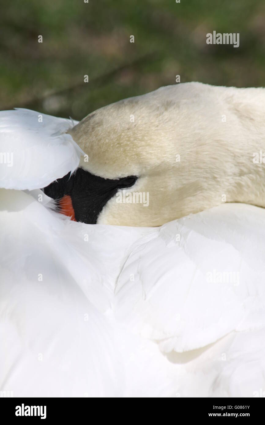 Swan sleeping in water hi-res stock photography and images - Alamy