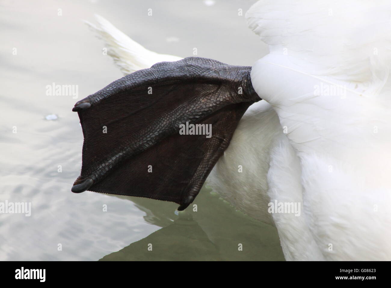 Fin foot hi-res stock photography and images - Alamy