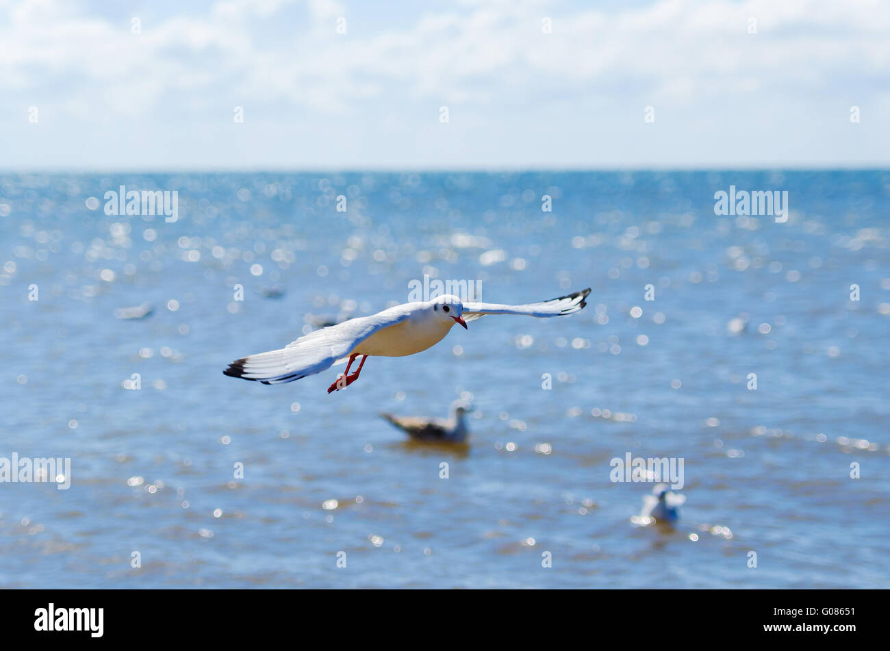 flight of a white seagull over sea. Blue sky backg Stock Photo - Alamy