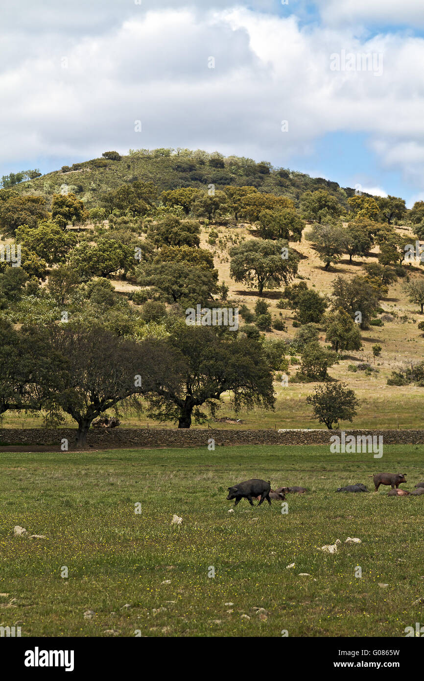 Extremadura landschaft hi-res stock photography and images - Alamy