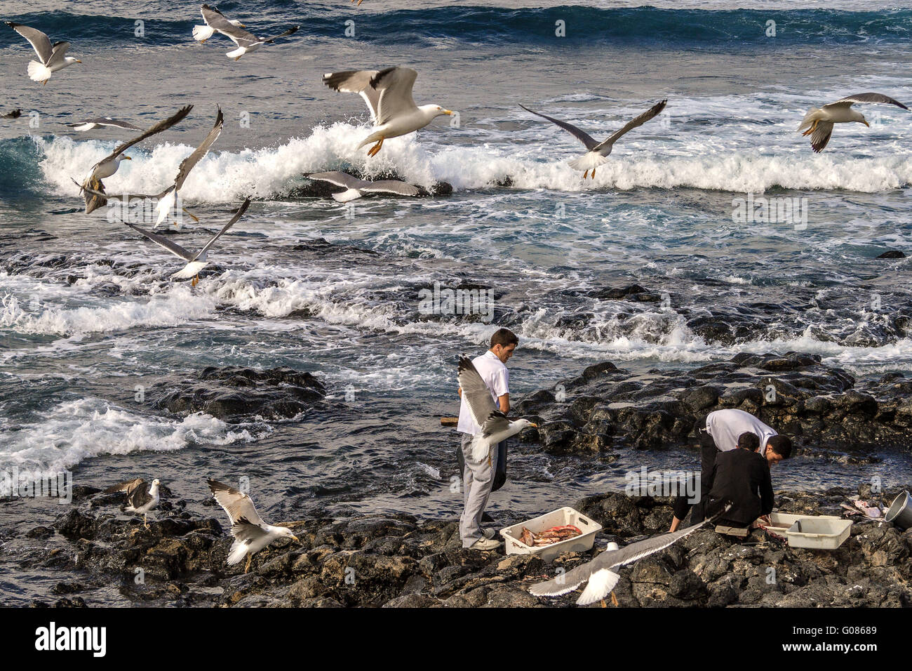 Birds of lanzarote hi-res stock photography and images - Alamy