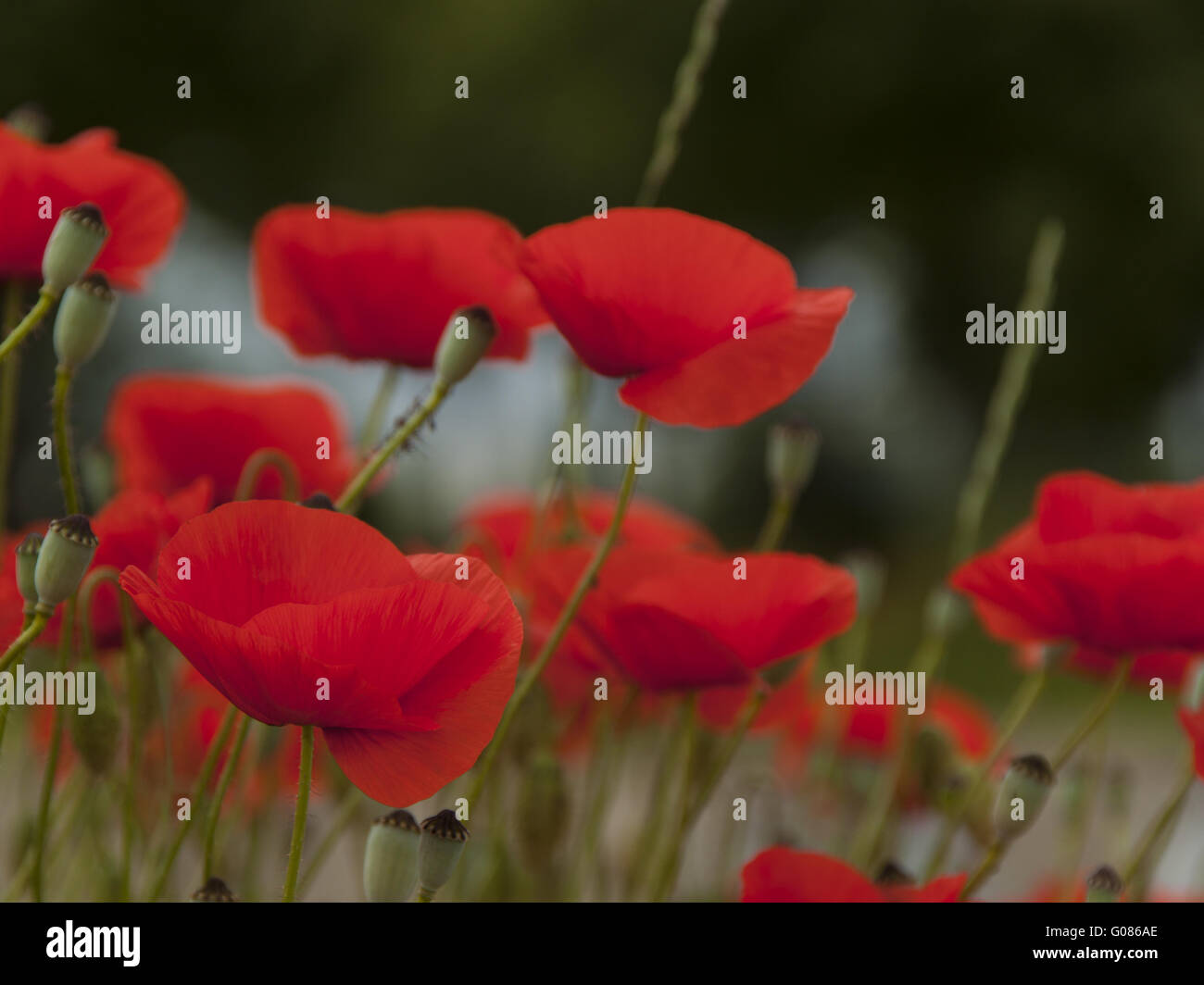 Fungi flower hi-res stock photography and images - Alamy