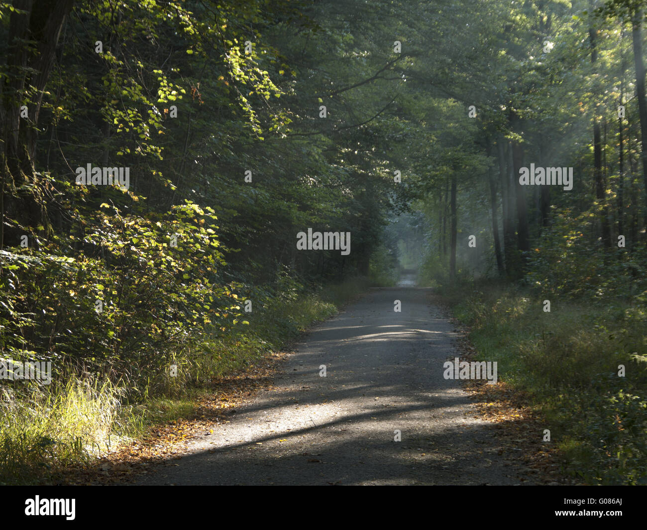 Daylight forest hi-res stock photography and images - Alamy