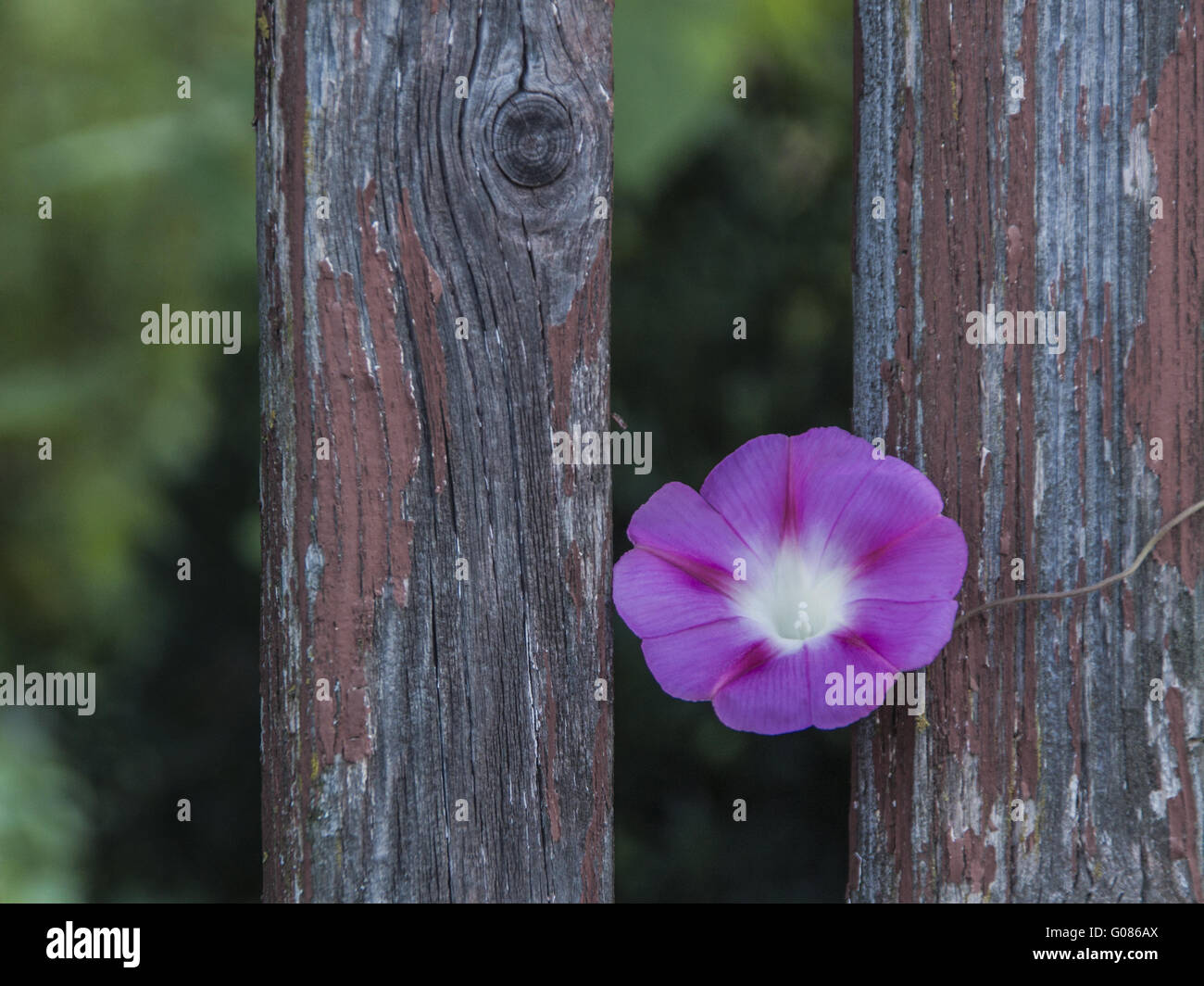 Weathered flower hi-res stock photography and images - Alamy