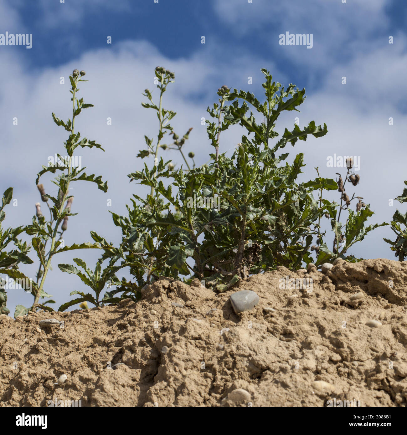 Pit sand hi-res stock photography and images - Alamy
