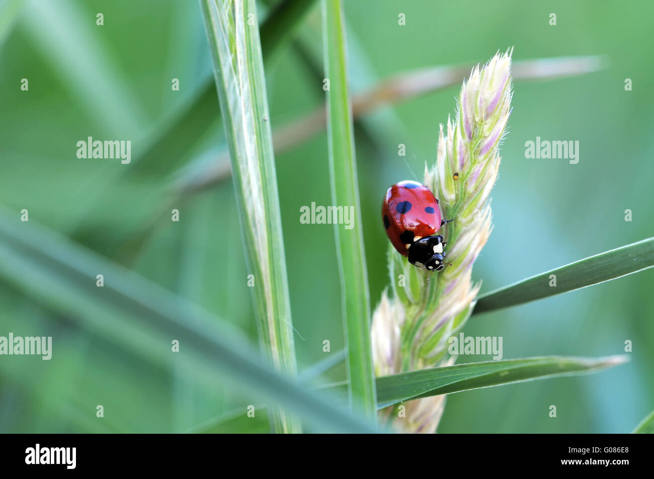 Sevenspotted lady beetle hi-res stock photography and images - Alamy