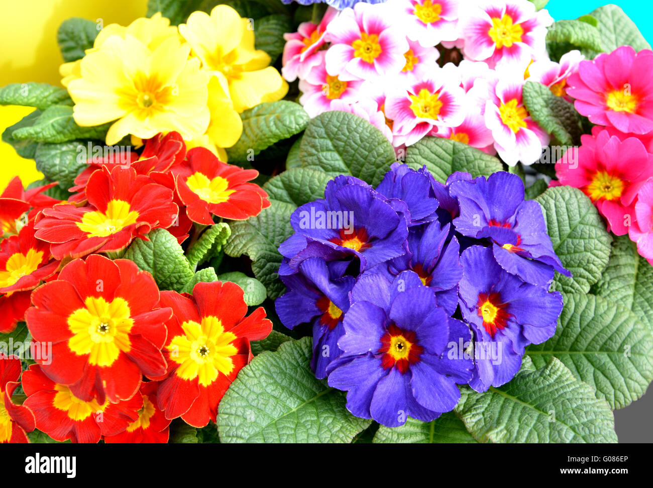 Primroses in spring Stock Photo - Alamy