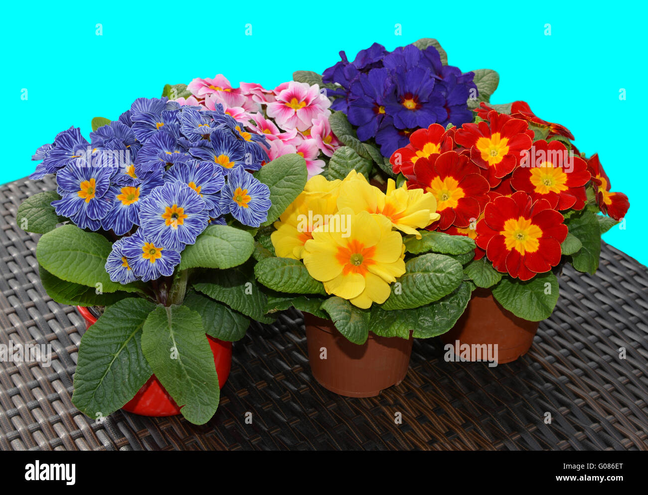 Primroses yellow hi-res stock photography and images - Alamy
