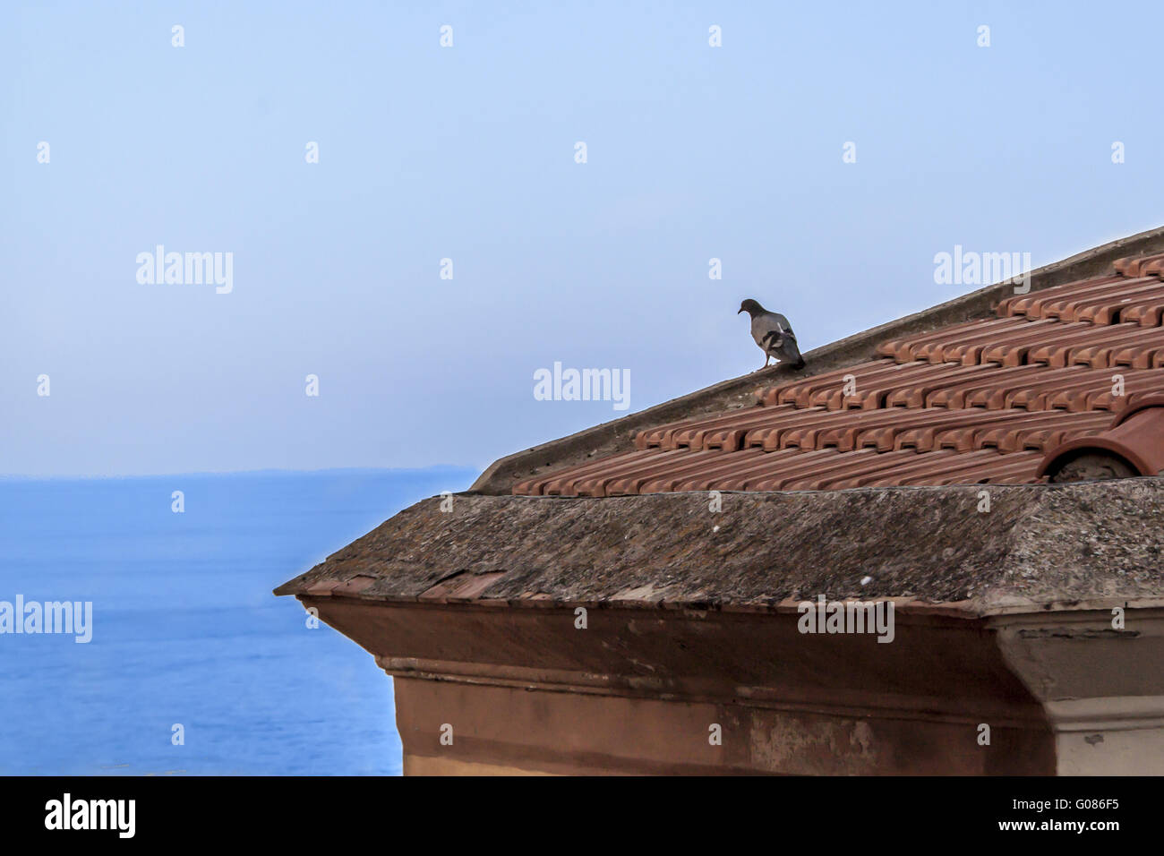 Deaf birds hi-res stock photography and images - Alamy