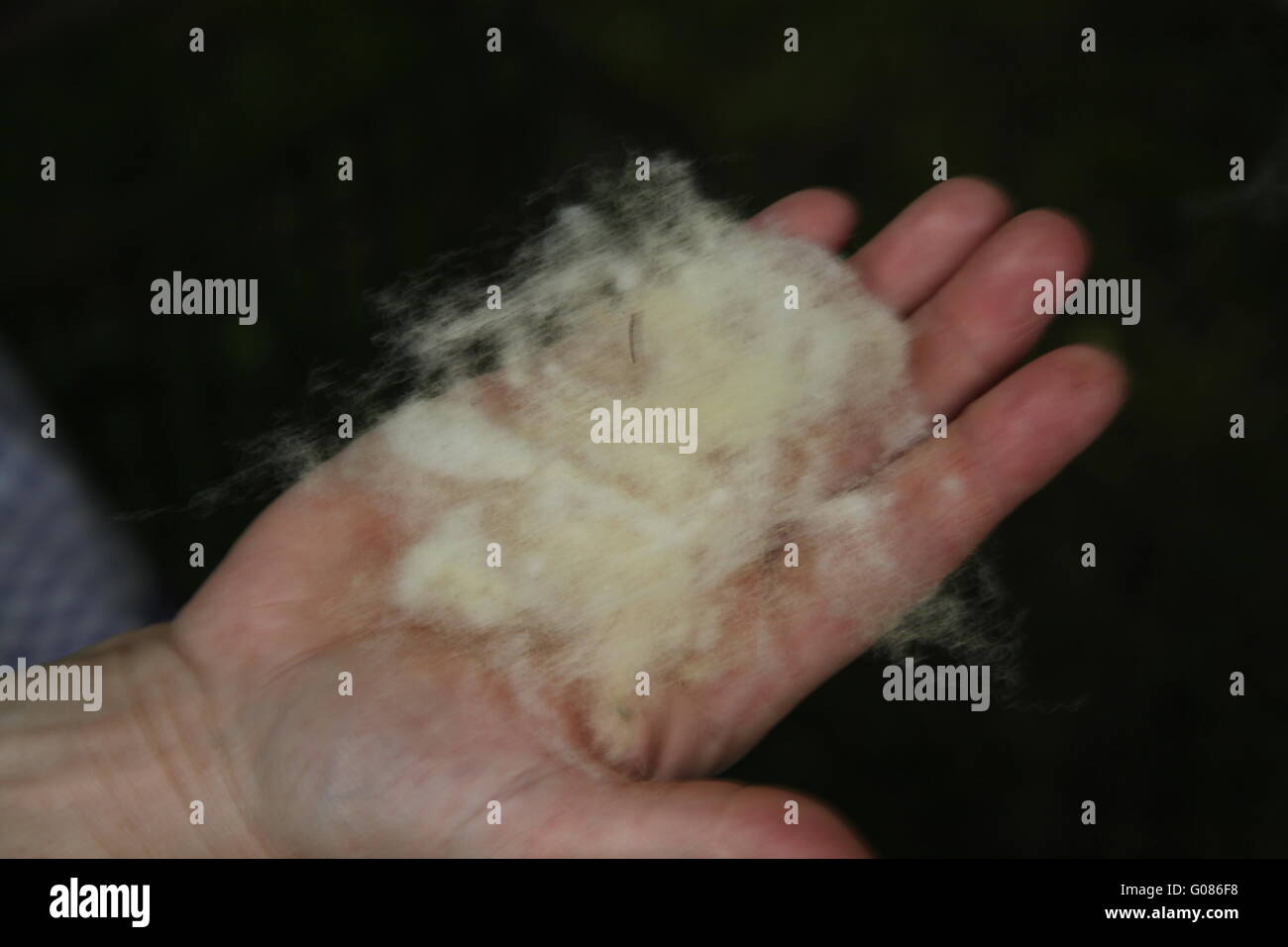 Sheep wool weaving hi-res stock photography and images - Alamy