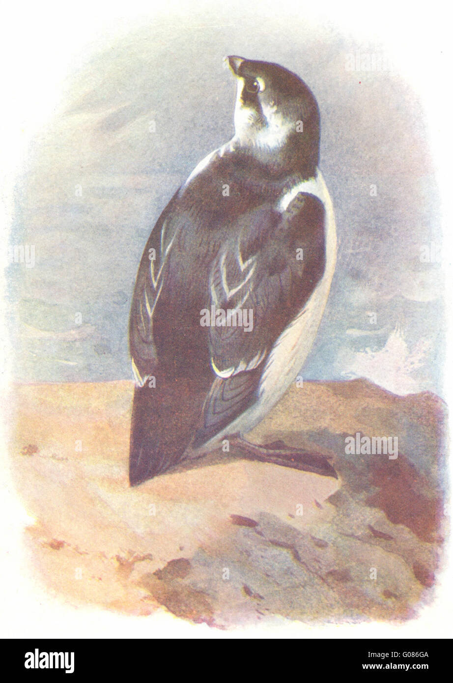 BIRDS: Little Auk , antique print 1901 Stock Photo - Alamy