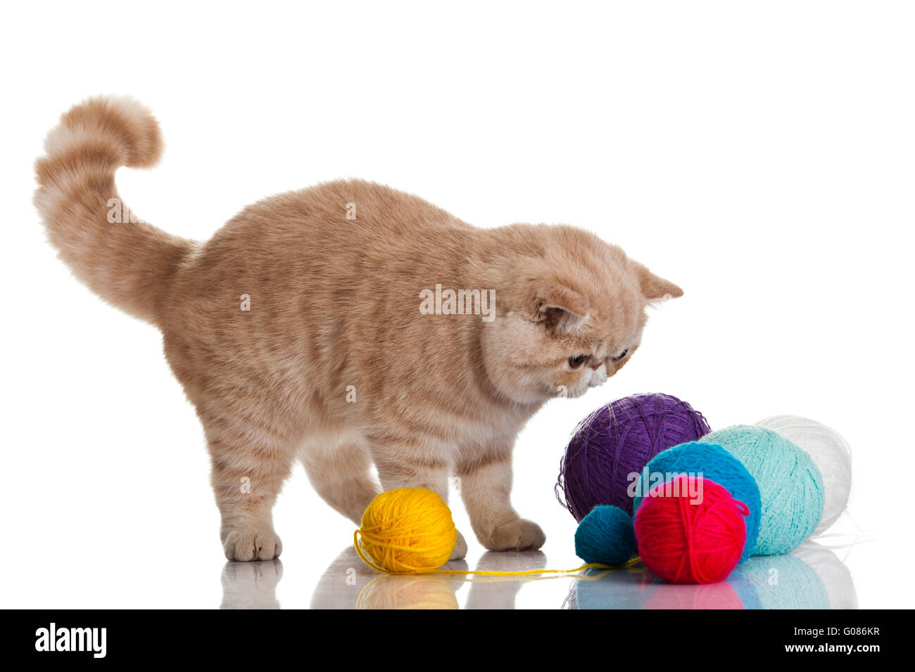 Exotic shorthair cat. Cat with balls of threads Stock Photo - Alamy