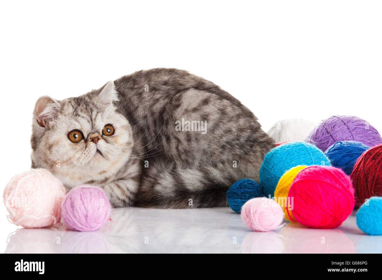 Exotic shorthair cat. Cat with balls of threads Stock Photo - Alamy