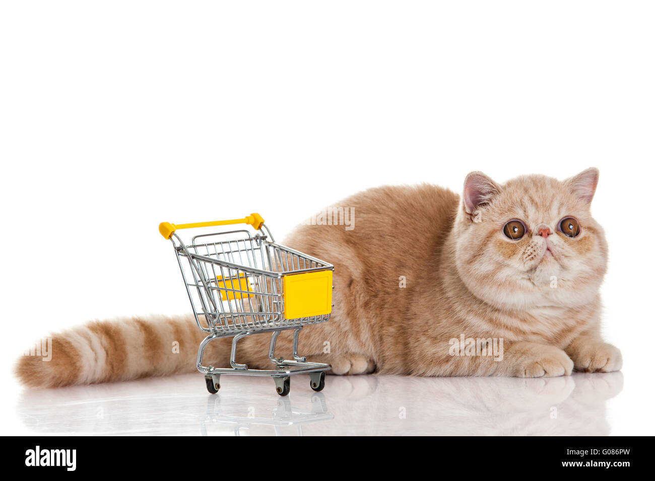 Cat shopping cart hi-res stock photography and images - Alamy