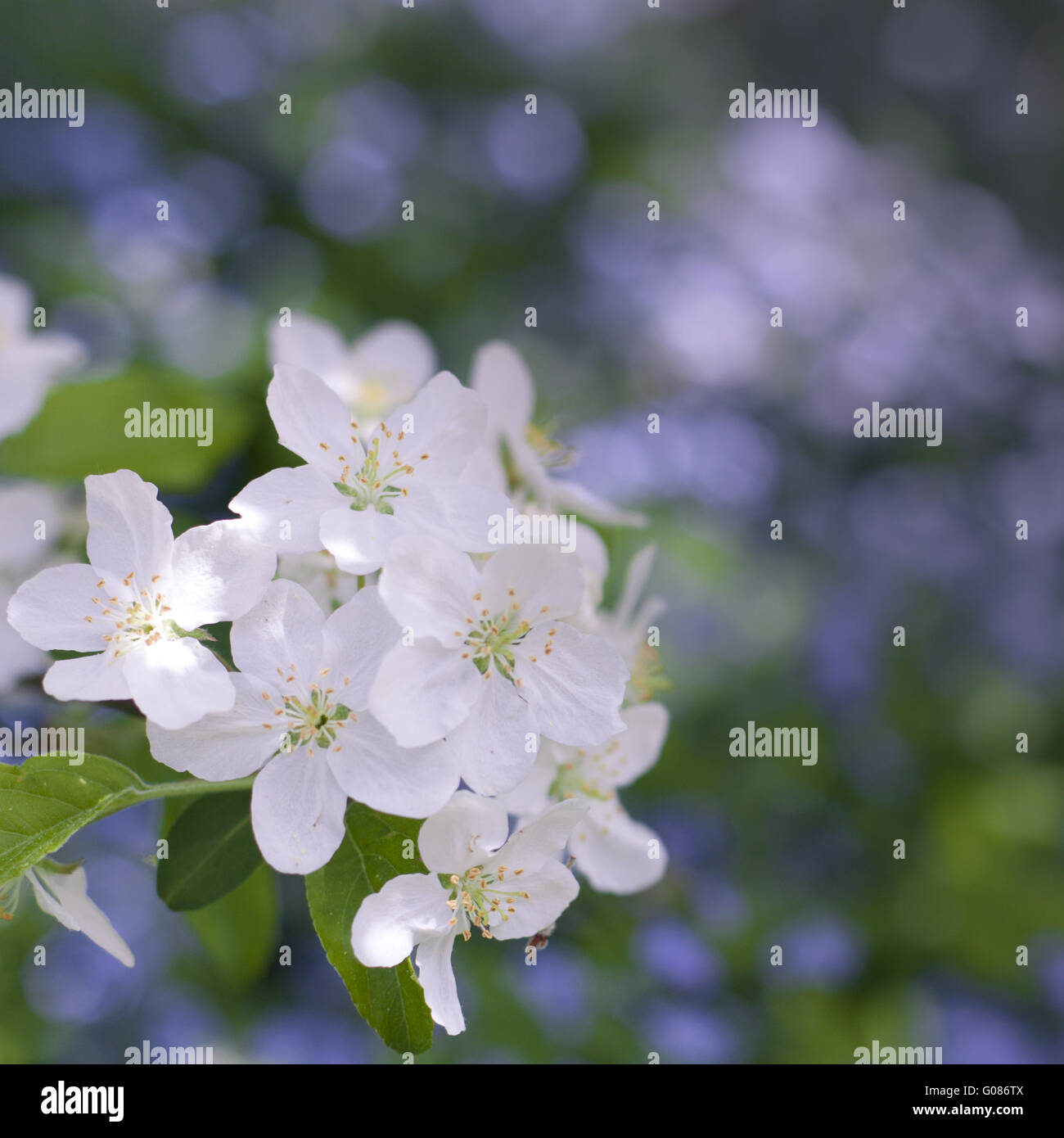 Apple blossom flower hi-res stock photography and images - Alamy