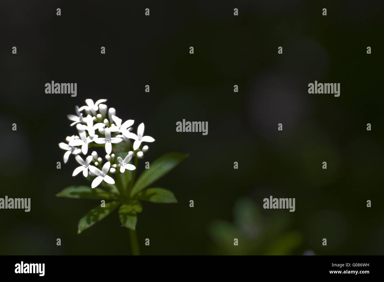 The may dew hi-res stock photography and images - Alamy