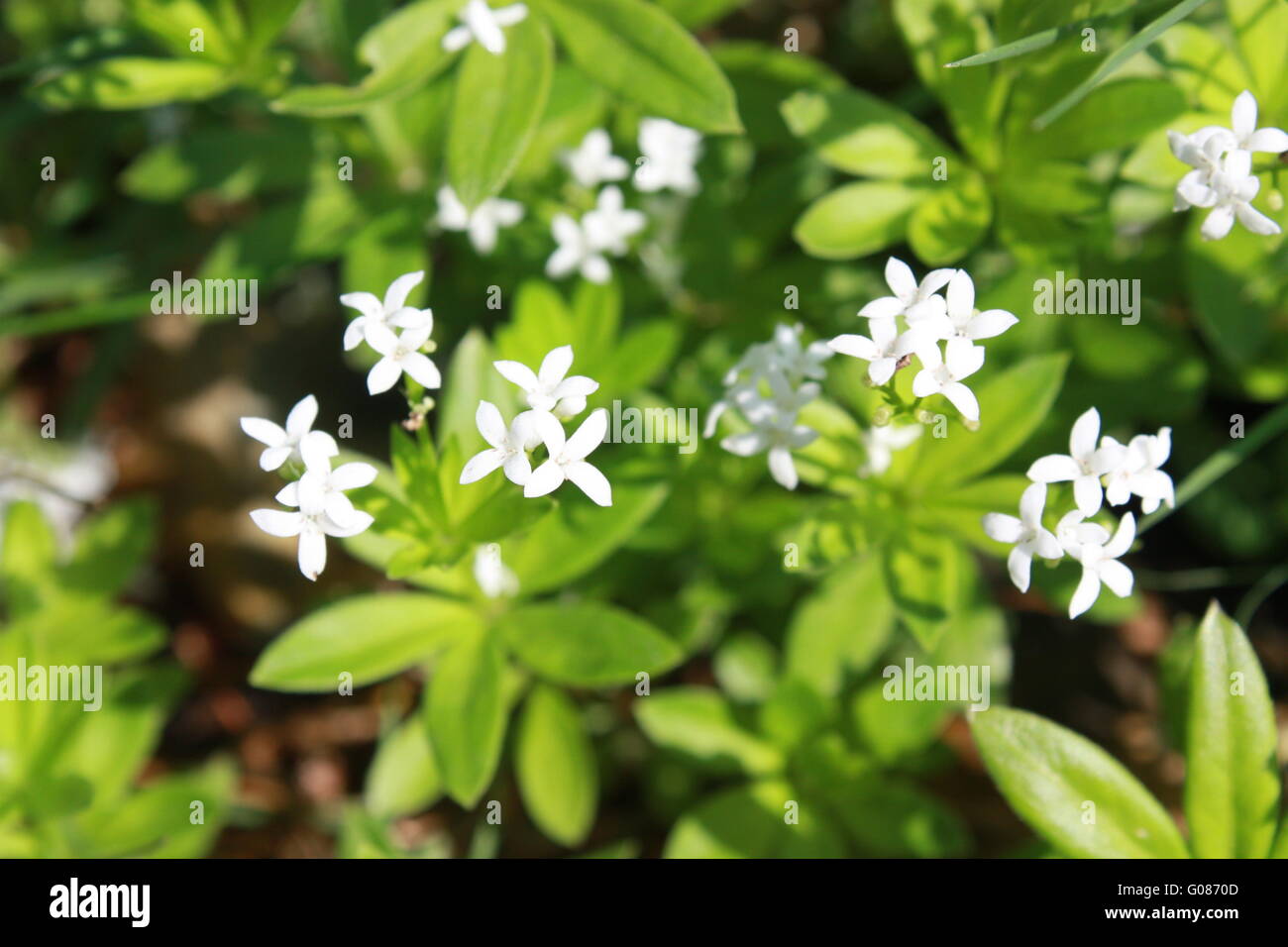 Waldmeister pflanze hi-res stock photography and images - Alamy