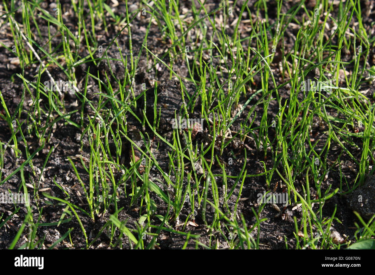 Sprouting grass hi-res stock photography and images - Alamy