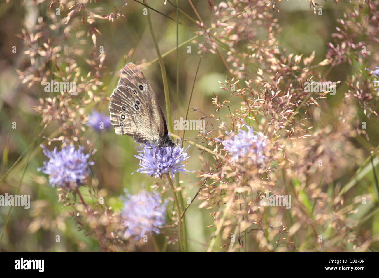 meadow with butterfly Stock Photo - Alamy