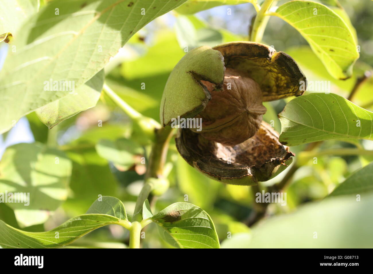 WALNUT hanging on the tree Stock Photo - Alamy