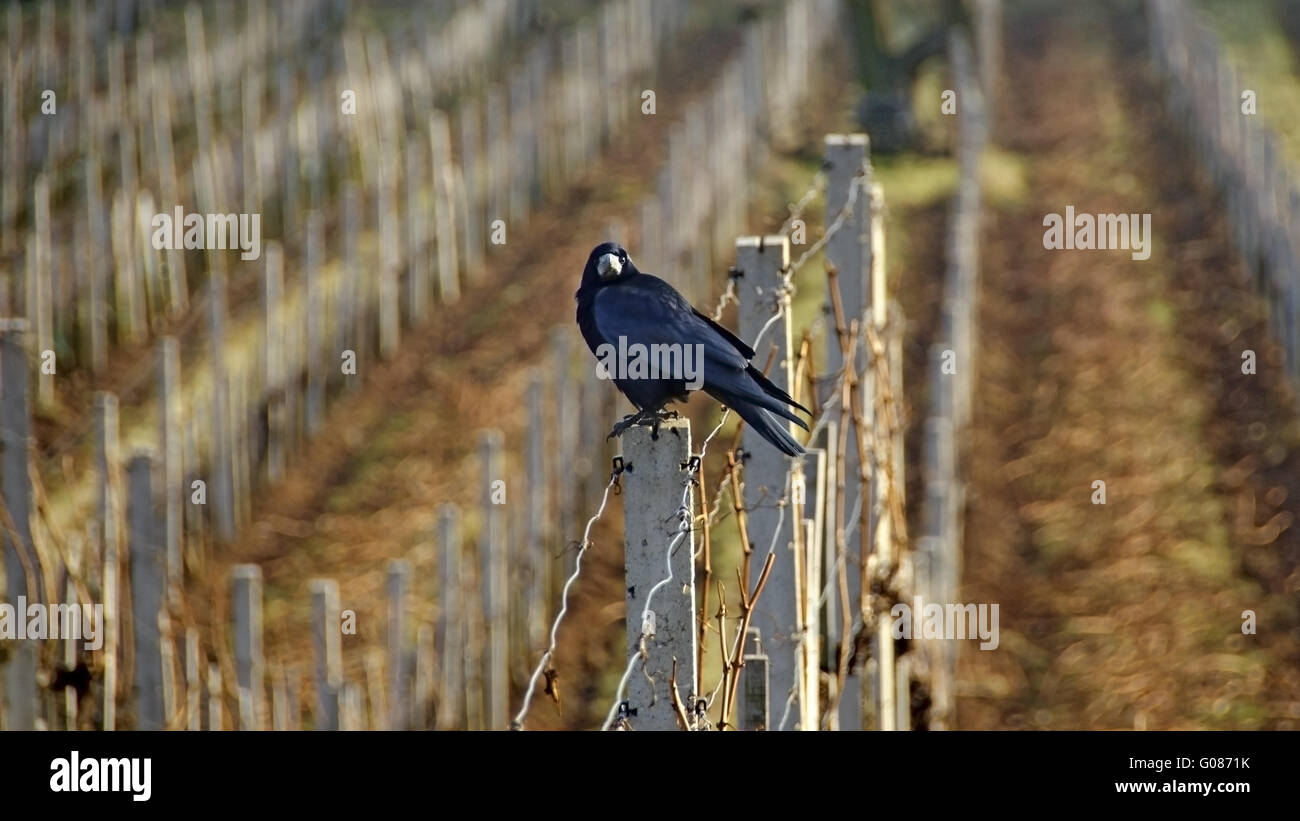 Vineyard raven hi-res stock photography and images - Alamy