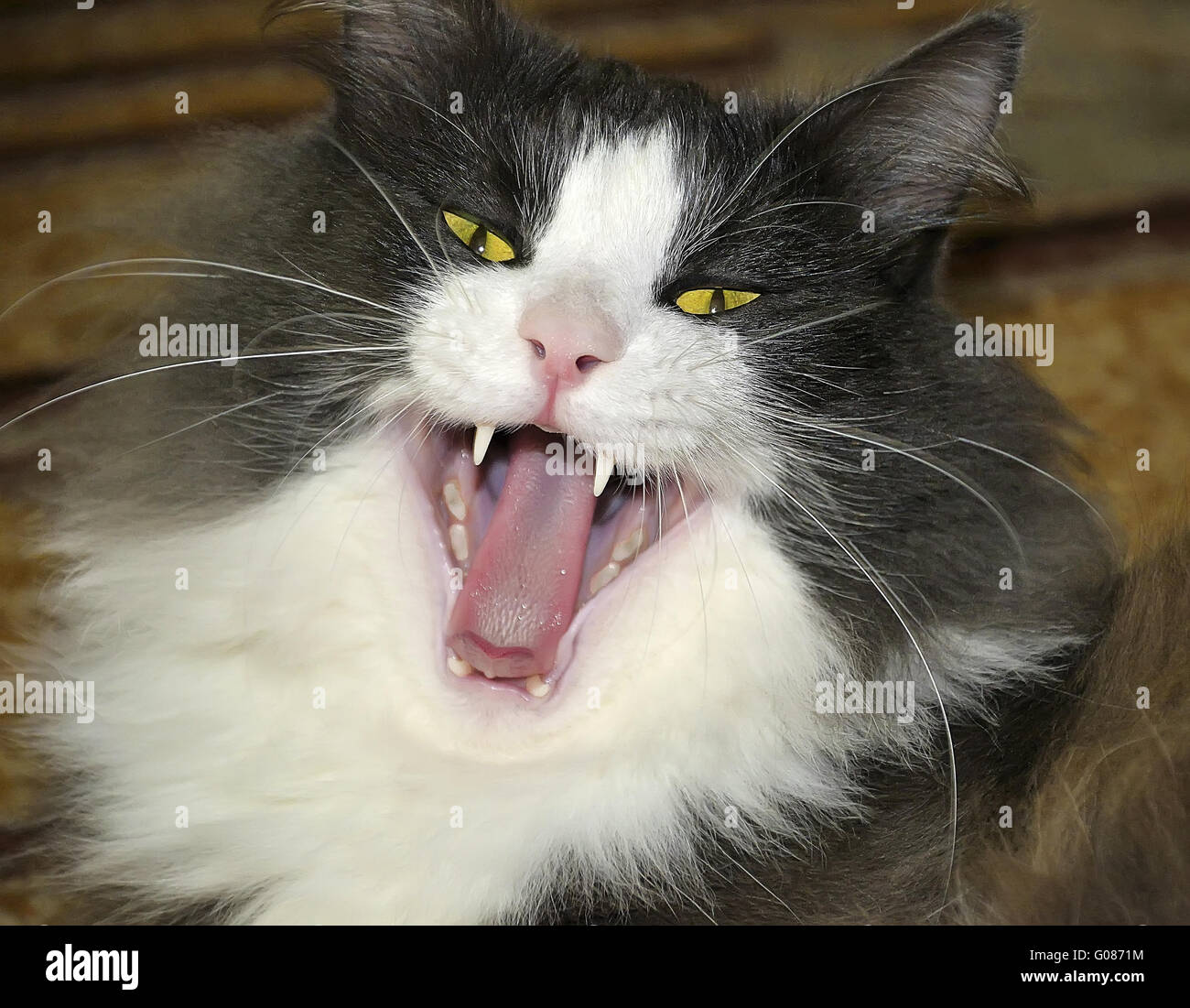 Cat laughing hi-res stock photography and images - Alamy