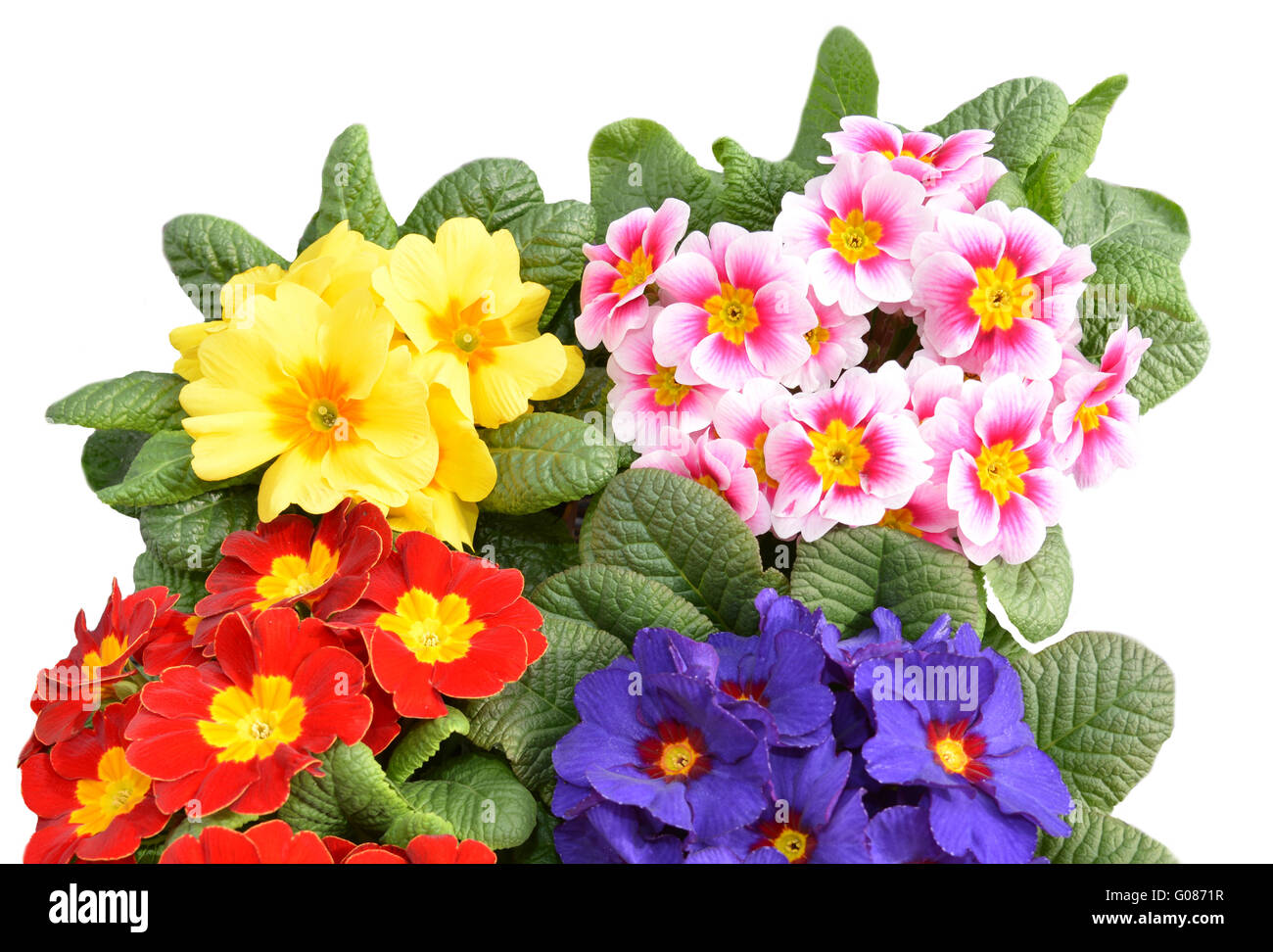 Red and yellow primrose hi-res stock photography and images - Alamy
