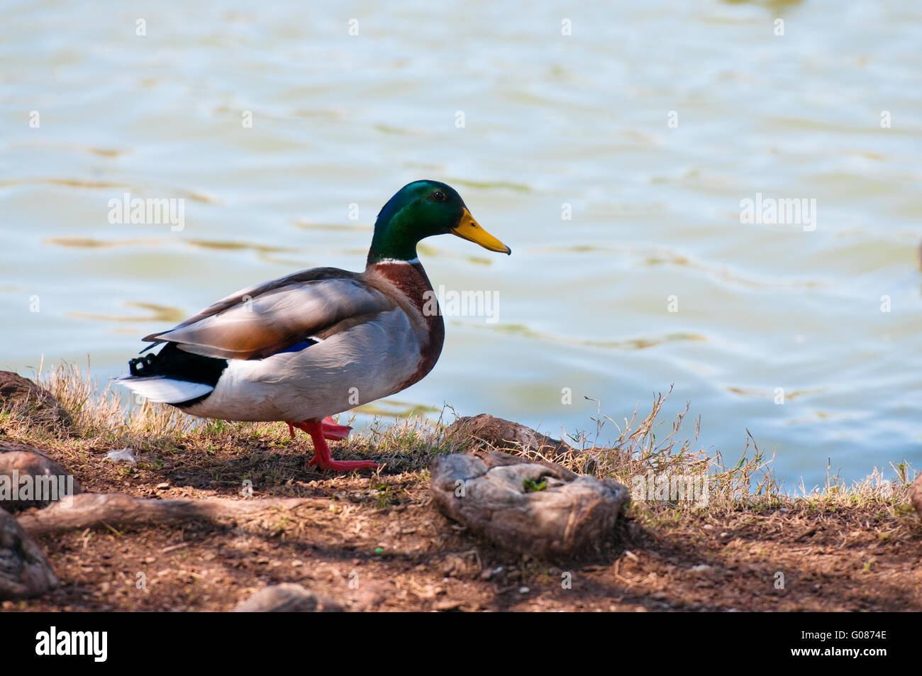 Mallard male duck on shore hi-res stock photography and images - Alamy